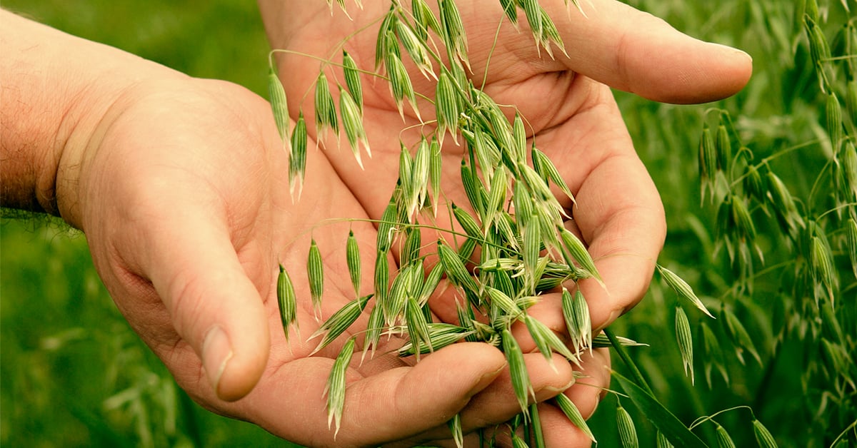 There is power in oats! Food Oats 2021 | Helsinki Mills